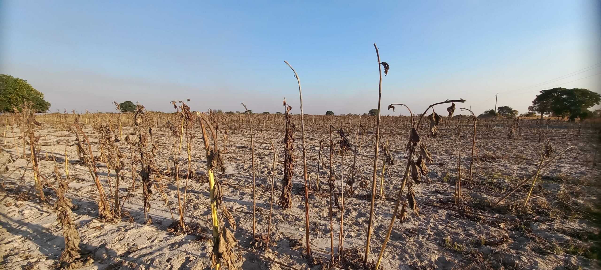 Drought crisis has critical consequences for millions in Zambia | Plan ...
